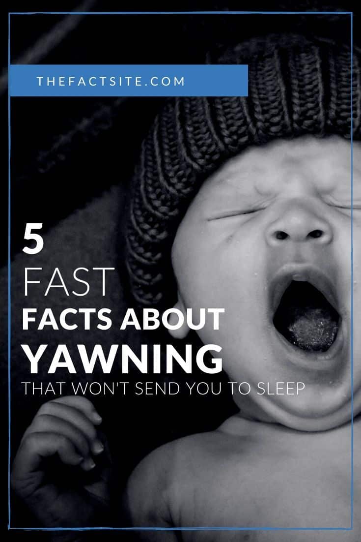 5 Fast Facts About Yawning That Wont Send You To Sleep - The Fact Site