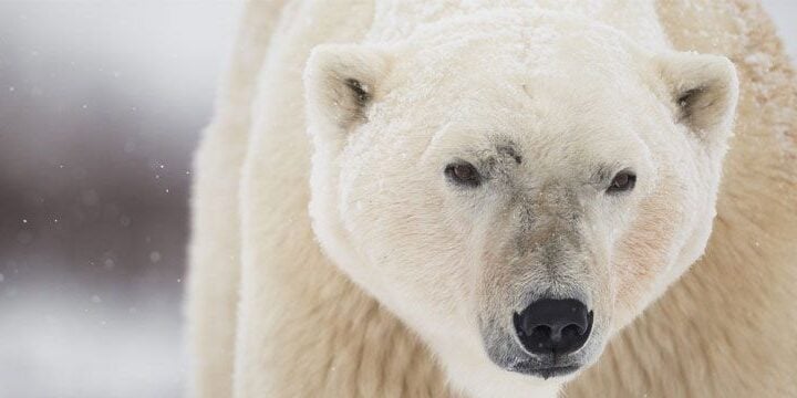 25 Interesting Facts About Giant Pandas - The Fact Site