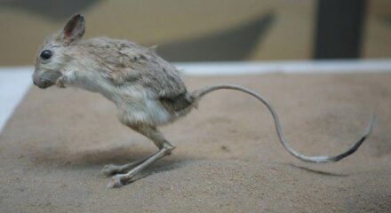 Facts About the Jerboa - The Fact Site