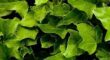 10 Great Facts About the Color Green - The Fact Site