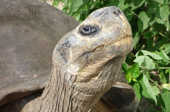 10 Interesting Facts About Turtles - The Fact Site