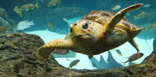 10 Interesting Facts About Turtles - The Fact Site