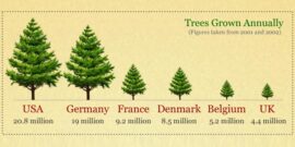 30 Terrific Facts About Trees - The Fact Site