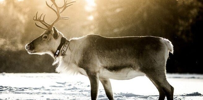 20 Interesting Facts About Reindeer - The Fact Site