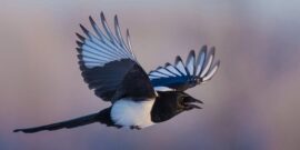 The Superstition & Truth Behind Magpies - The Fact Site