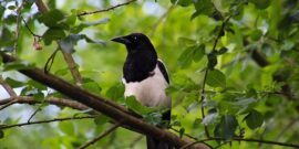 The Superstition & Truth Behind Magpies - The Fact Site