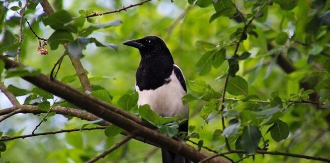 The Superstition & Truth Behind Magpies - The Fact Site