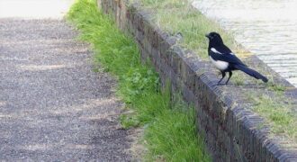 The Superstition & Truth Behind Magpies - The Fact Site