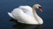 15 Fun Swan Facts - The Fact Site