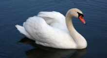15 Fun Swan Facts - The Fact Site