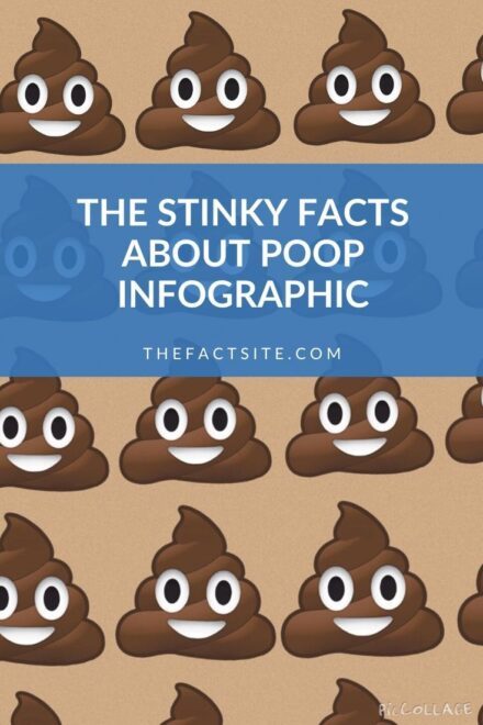 The Stinky Facts About Poop InfoGraphic - The Fact Site