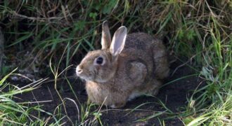 19 Interesting Facts About Rabbits - The Fact Site