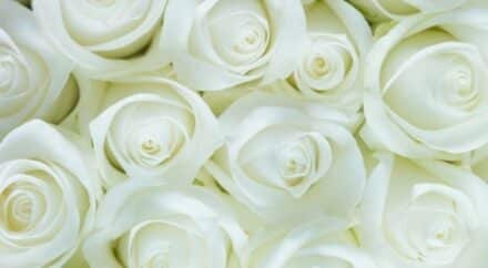 Roses: What Color Should You Give and How Many? - The Fact Site