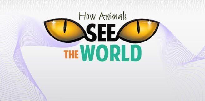 How Animals See The World InfoGraphic - The Fact Site