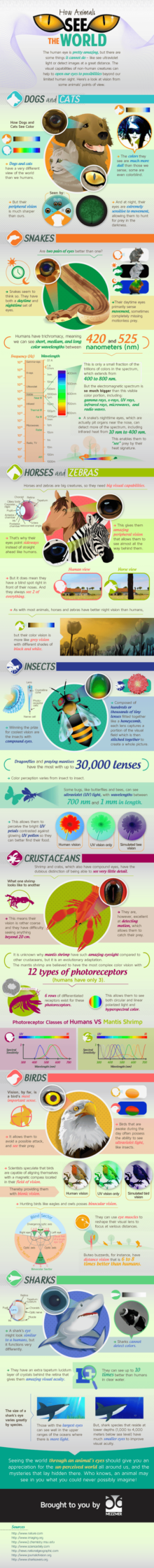 How Animals See The World InfoGraphic - The Fact Site
