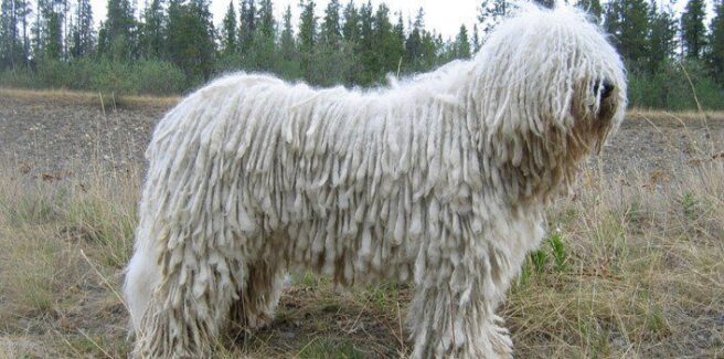 5 Fun Facts About Komondor Dogs - The Fact Site