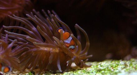 16 Fun Facts About Clownfish - The Fact Site