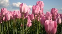 20 Facts About the Color Pink - The Fact Site