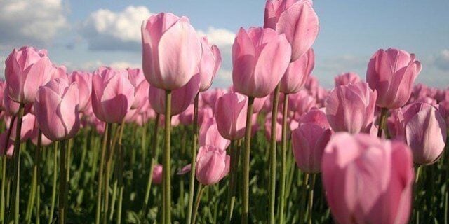 National Pink Day | June 23 - The Fact Site