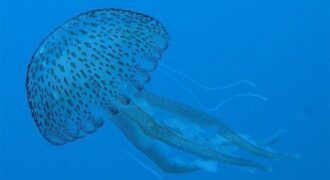 15 Fun Facts About Jellyfish - The Fact Site