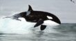 30 Wacky Facts About Whales - The Fact Site