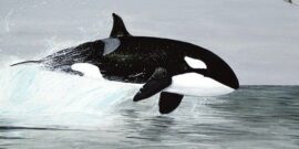 30 Dill-ightful Facts About Armadillos - The Fact Site