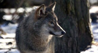 30 Interesting Facts About Wolves - The Fact Site