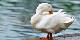 10 Interesting Facts About Ducks - The Fact Site