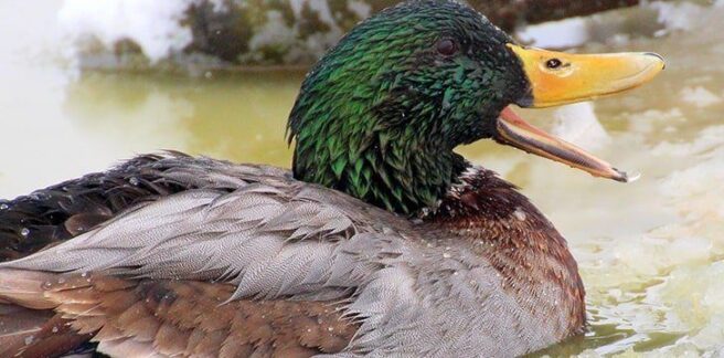10 Interesting Facts About Ducks - The Fact Site