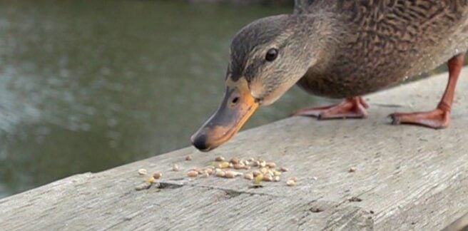 10 Interesting Facts About Ducks - The Fact Site