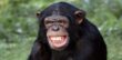 50 Fascinating Monkey Facts That Will Leave You “Ape-solutely” Amazed - The Fact Site