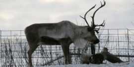 9 Interesting Facts About Santa's Reindeer - The Fact Site