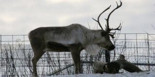10 Glowing Facts About Rudolph the Red-Nosed Reindeer - The Fact Site