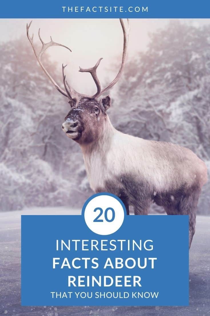 20 Interesting Facts About Reindeer - The Fact Site
