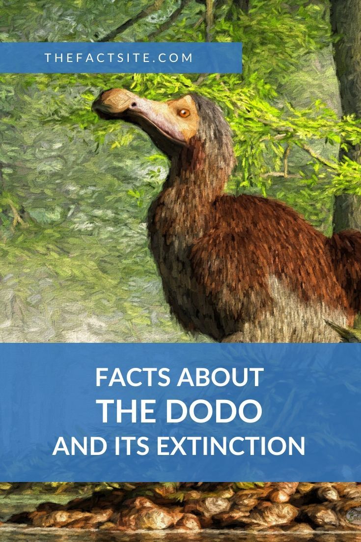 Facts About The Dodo and Its Extinction - The Fact Site