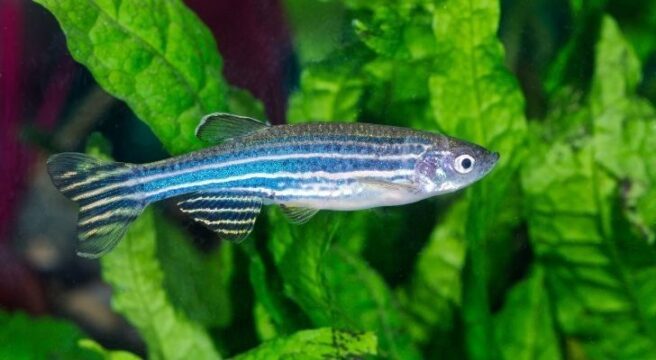 Interesting Facts About The Zebrafish - The Fact Site