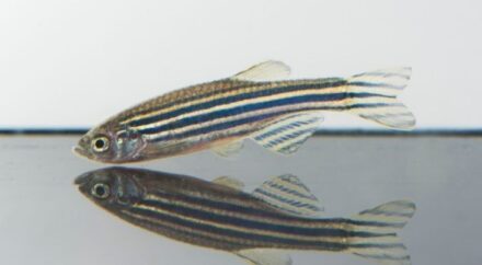 Interesting Facts About The Zebrafish - The Fact Site