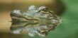 Alligators Vs Crocodiles: The 7 Differences - The Fact Site