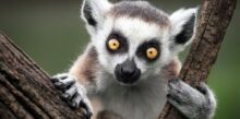 30 Fun Facts About Lemurs - The Fact Site