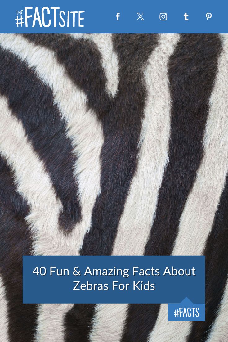 40 Fun & Amazing Facts About Zebras For Kids - The Fact Site