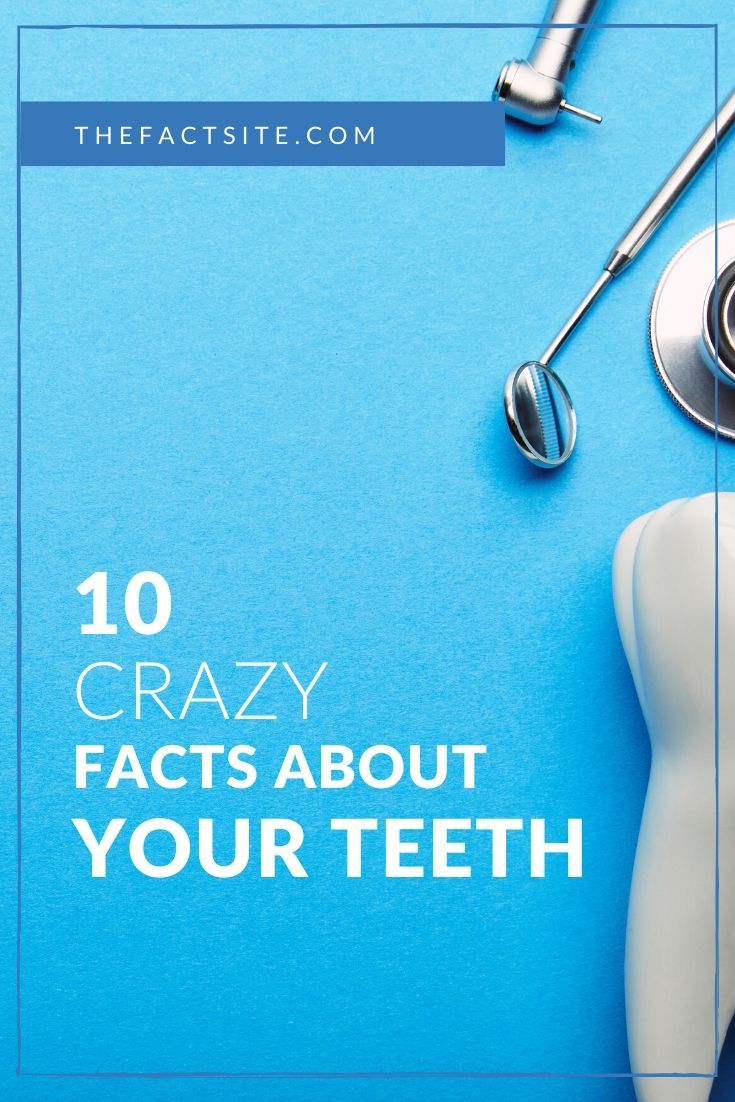 10 Crazy Facts About Your Teeth - The Fact Site