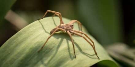8 Creepy Facts About Spiders - The Fact Site