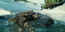 20 Facts About Goliath Frogs - The World's Largest Frog - The Fact Site