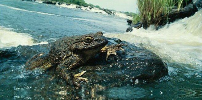20 Facts About Goliath Frogs - The World's Largest Frog - The Fact Site