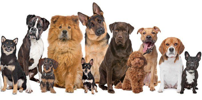 100 Facts About Dogs Puppies Bitches The Fact Site 100-facts-about-dogs-puppies-bitches-the-fact-site