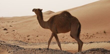 30 Most Incredible Facts About Camels - The Fact Site