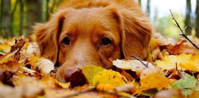 January | Special Days of the Year - The Fact Site