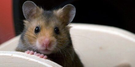 Stop. Hamster Time! 19 Cute Hamster Facts - The Fact Site