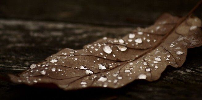 25 Facts About the Color Brown - The Fact Site