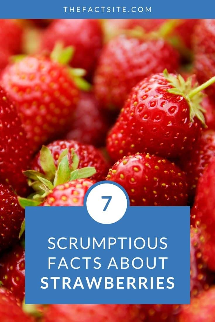 7 Scrumptious Facts About Strawberries - The Fact Site